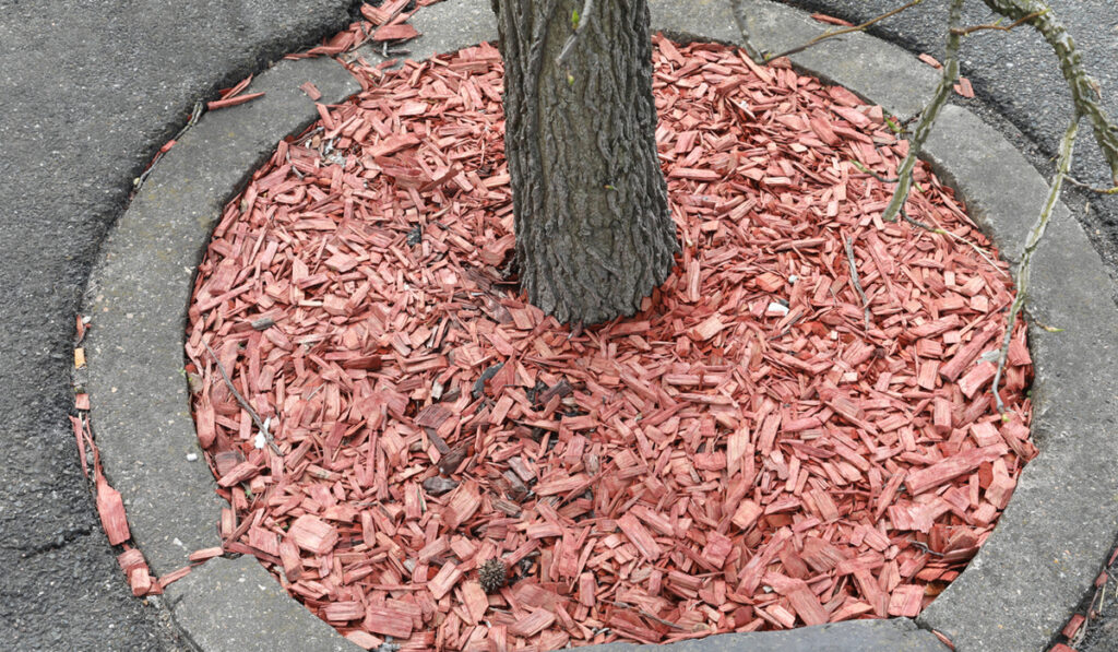 Essentials Of Tree Mulching: A Guide For Healthier Trees